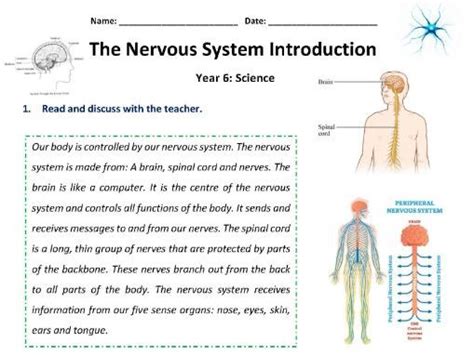 The Nervous System Introduction Year 4 6 Teaching Resources