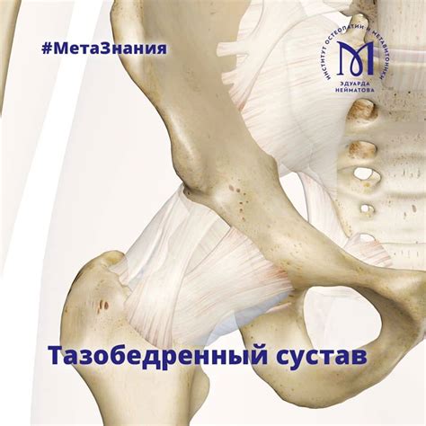 Тазобедренный сустав