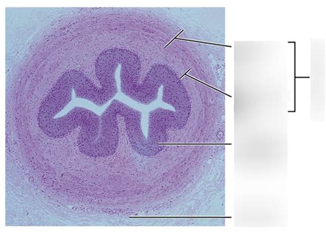 Cross Section Of The Ureter Wall Diagram Quizlet