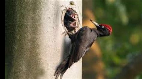 კოდალა Youtube