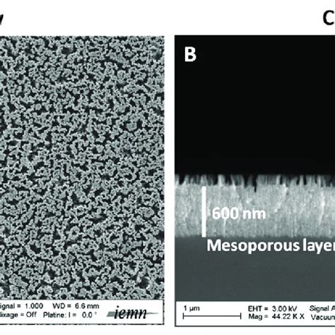 Top view A scale bar µm and cross view B scale bar µm Download Scientific