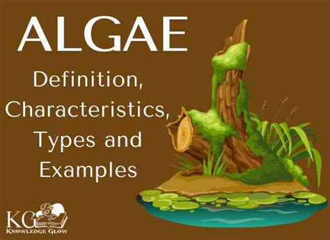 Algae Definition Characteristics Types And Examples