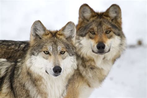 Wolves Shop For Your Cause