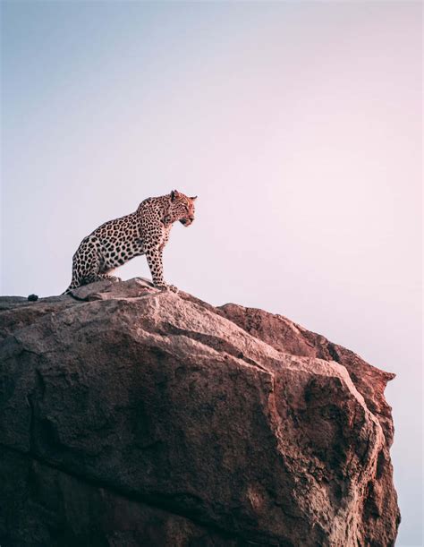 Download Leopard On Rocky Cliff Picture