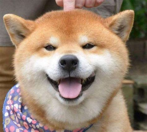 柴犬豆豆眉多久能出来小时候什么颜色 柴豆豆柴犬