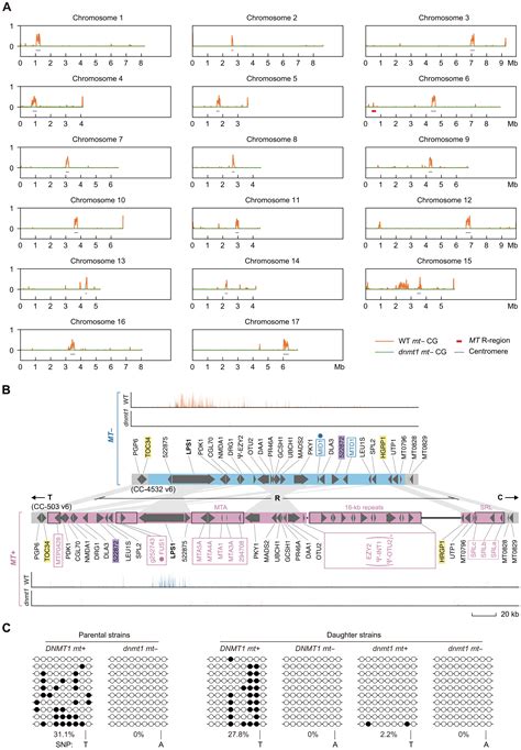 DNA Cytosine Methylation Suppresses Meiotic Recombination At The Sex Determining Region