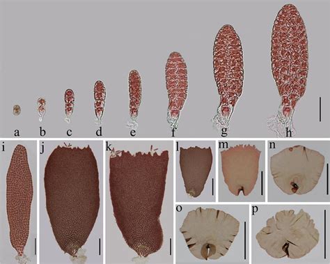 Early Development And Morphogenesis Of Pyropia Suborbiculata Ah Early Download Scientific