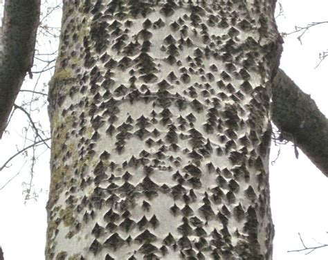 Types Of Tree Bark At Hudson Dyett Blog