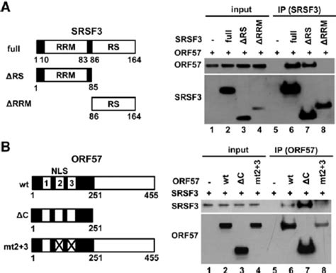 Mapping Of Orf57 And Srsf3 Interaction Domains Diagrams On The Left Download Scientific