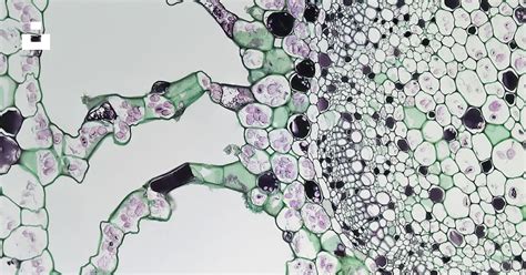 Aquatic Herbaceous Dicot Stem Inner Cortex In Myriophyllum Photo