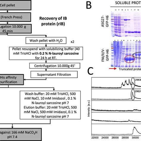 Protein Purification Strategy A Schematic Representation Of The Download Scientific Diagram