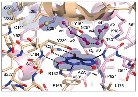 X Ray Structure Of Cys Rich GgUox A B Side A And Top B Cartoon