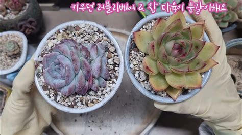 너무 예뻐서 분갈이 할까말까 고민하던 러블리베어 And 창 다육이 분갈이해요 ~ 이 창은 아무래도 아가씨인듯해요~ 묵어져서 예쁜다육이들~ Youtube