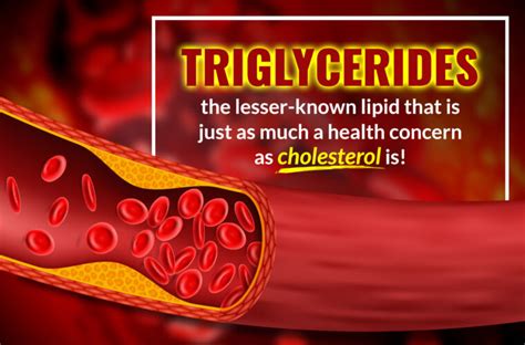 What Are Triglycerides Faqs