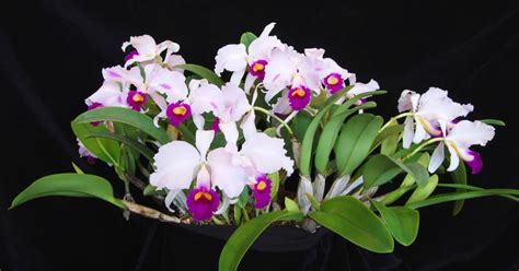 ორქიდეები საქართველოში ყიდვა გაყიდვა Orchids In Georgia Buy Sell