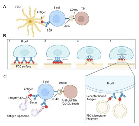 Liana Kramer Krish Roy Lab