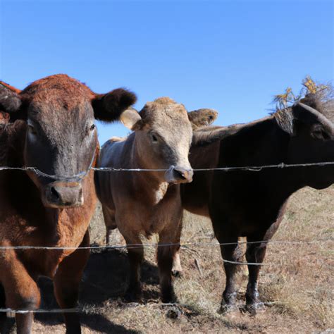 A Complete Guide To Fetching Feeder Cattle Lcv24 Via An Api