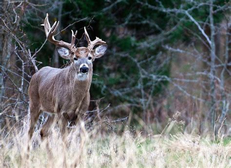 Whats Up With All These Busted And Broken Deer Antlers Realtree Camo