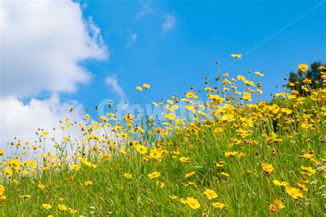 공원 풍경 파란하늘 흰구름 조각구름 사진 이미지 일러스트 캘리그라피 Sinsy작가