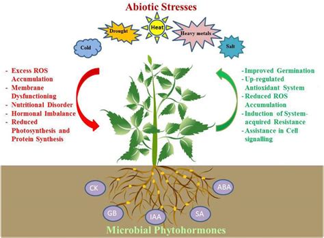 Abscisic Acid In Plants