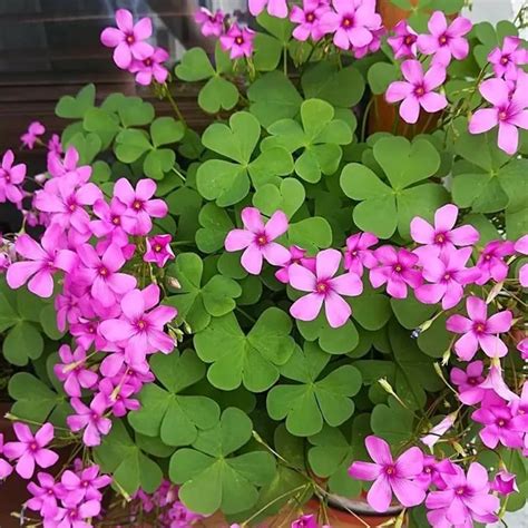 Plant Faqs Oxalis Articulata