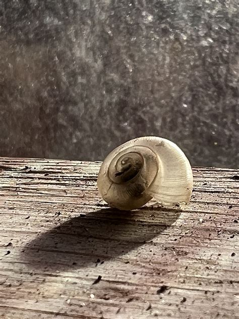 Snail Shell Nature Free Photo On Pixabay Pixabay