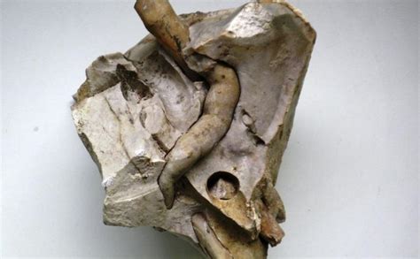 Fossil Shipworm Trace Teredo Amphisbaena Found In Alton Hampshire