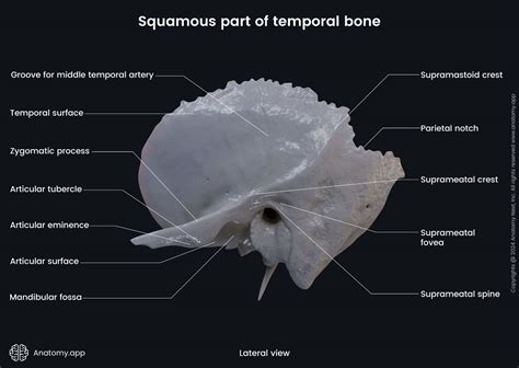 Squamous Part Of Temporal Bone Lateral View Anatomyapp