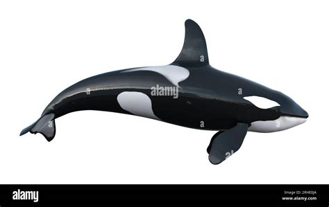 3d Rendering Of Isolated Orca Whale On A White Background Illustration Of Killer Whale In 8k