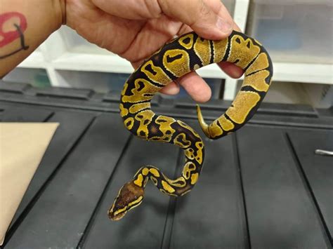 Meet Sunflower My Normal Ball Python Coming To Me Soon Rballpython