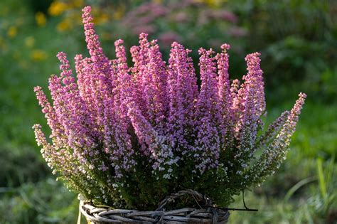Heather Common Pink Free Photo On Pixabay