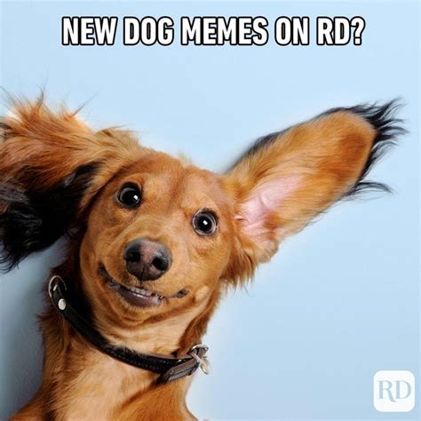 57 Hilarious Dog Memes Youll Laugh At Every Time