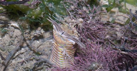 Real Monstrosities Jaws Bobbit Worm