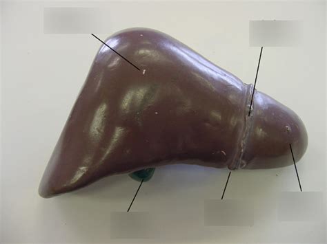 Liver Diagram Quizlet