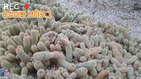 서울식물원 온실 선인장 Youtube