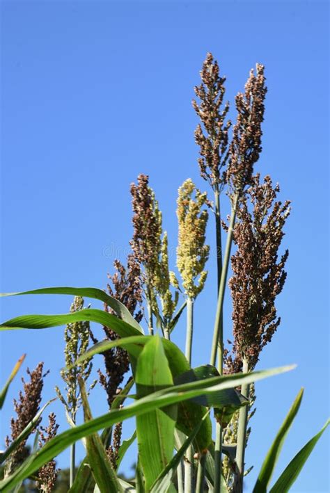 Sorghum Cultivation Stock Image Image Of Beautiful 257054215