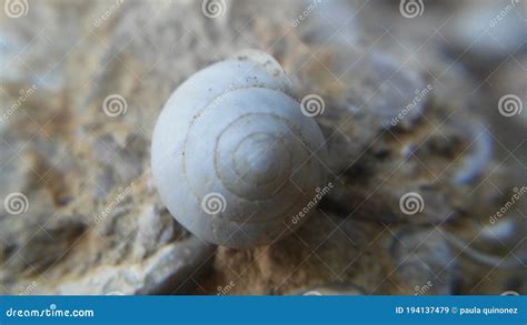 Periwinkle Shell Spiral Forms Stock Image Image Of Food Amphibian 194137479