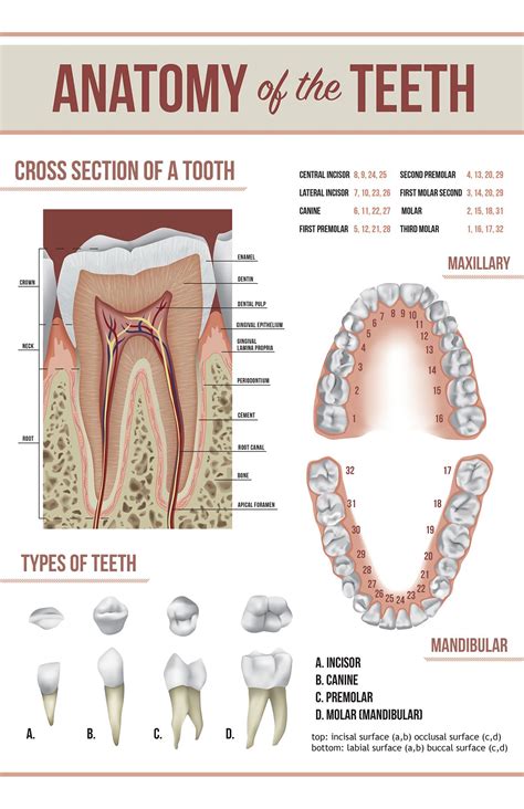 Explain The Structure Of Tooth With Diagram Estructura De Lo