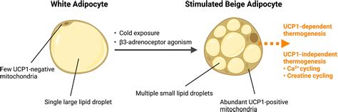 Brown Adipose Tissue And Regulation Of Human Body Weight Harb 2023