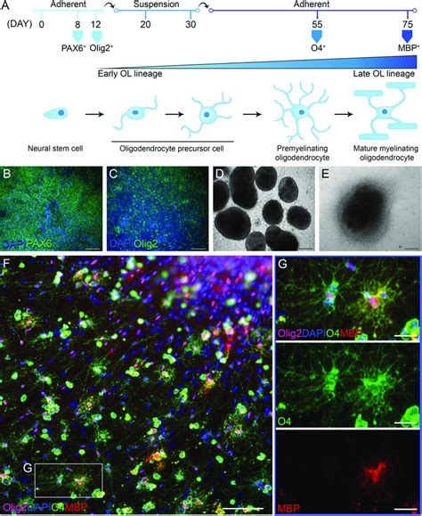 Differentiation Of Human Induced Pluripotent Stem Cells Hipscs Into Download Scientific