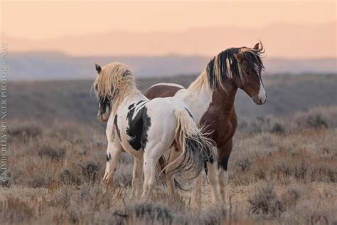 Two Pinto Mustangs Wild Mustang Background Wild Mustangs Photography