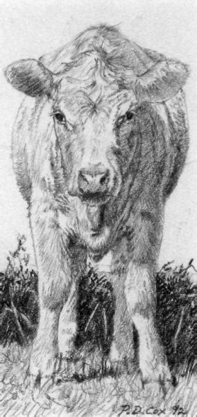 Patrick Douglass Cox The Yearling Hodgins Art Auction