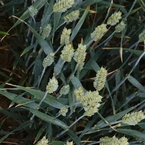 Wheat Segmentation Instance Segmentation Dataset By Albara Shehadeh