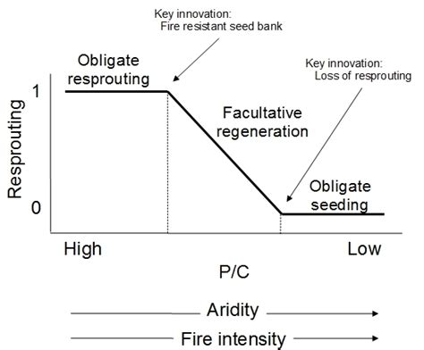 Jg Pausas Blog Evolutionary Ecology Of Resprouting And Seeding