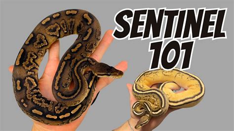 Le Projet Récessif Au Top Des Ball Python Sentinel Youtube