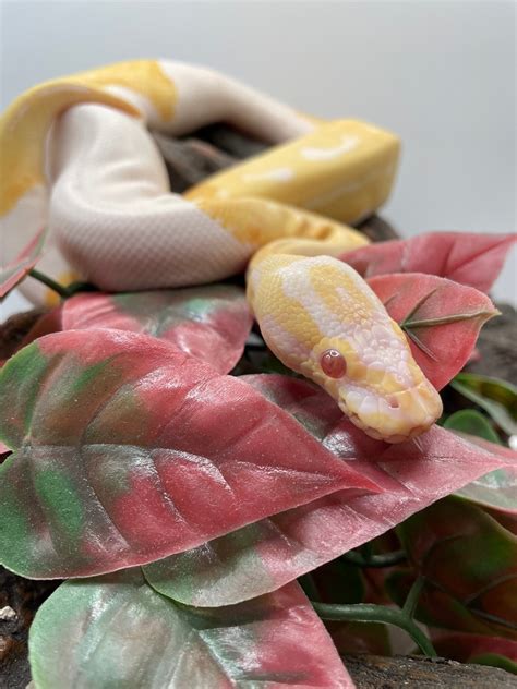 Albino Piebald Ball Python By Agocs Exotics Morphmarket