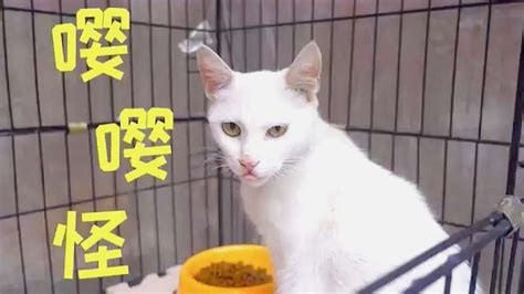母猫带着小猫来敲门为了保胎铲屎官给猫咪做了个豪华三层猫房 大自然 呆萌 好看视频