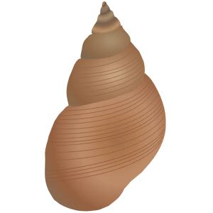 Littoraria Spp Mangrove Periwinkle Fauna Molluscs