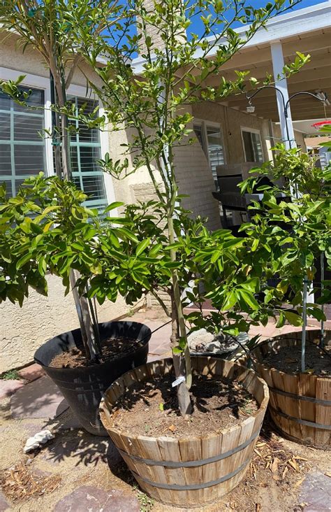 Xtremehorticulture Of The Desert Pruning Navel Orange Tree