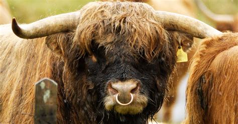 Polygon Is Next In Line Crypto Analyst Predicts Bullish Breakout To 1